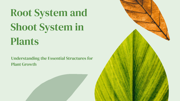 Root System and Shoot System in Plants by Mervi A. Yburan on Prezi