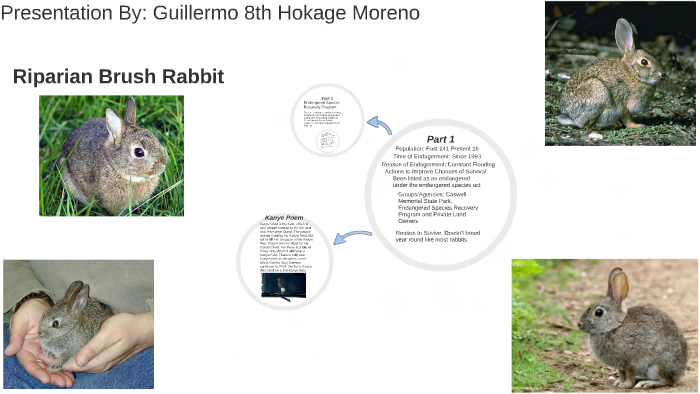 Riparian Brush Rabbit by Guillermo Moreno on Prezi