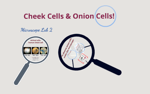 Cheek cells & Onion Cells Lab by on Prezi