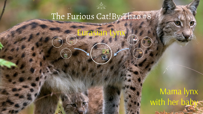 The Furious Lynx! by elizabeth do on Prezi