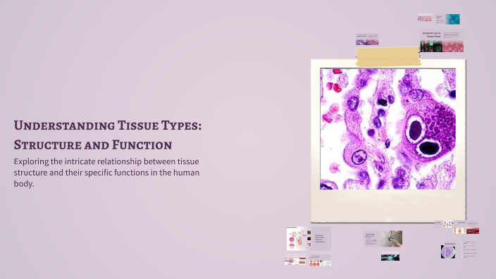 Understanding Tissue Types: Structure and Function by Nicole Melvin on Prezi