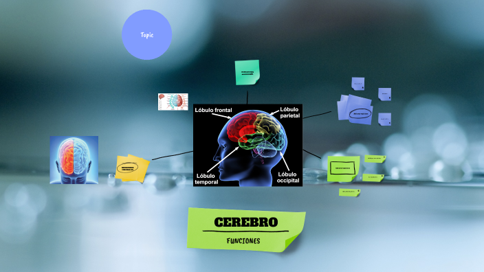 El Cerebro By Andrea Cueva On Prezi