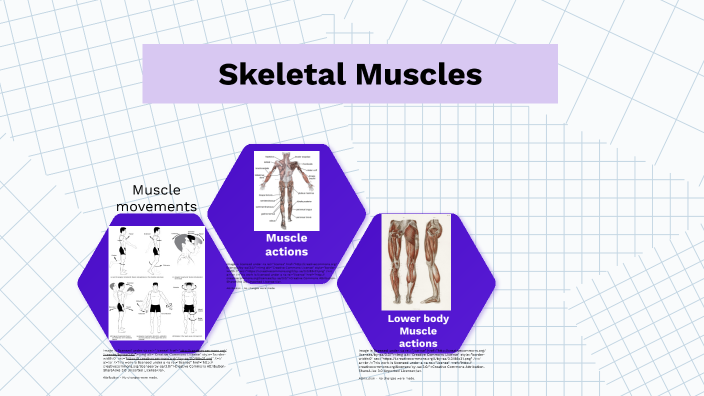 A&P Skeletal muscles by Alexa Ramirez on Prezi