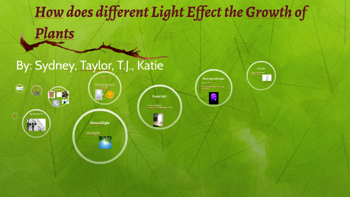 How does Light Effect the Growth of Plants by tj napier on Prezi