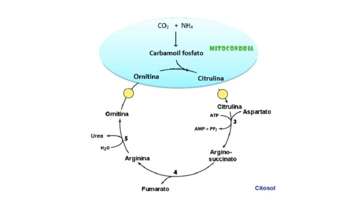 Ciclo de la urea by MARIA JOSE DIAZ CASTRO on Prezi