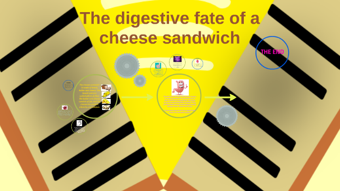 The digestive fate of a cheese sandwich by Zoha