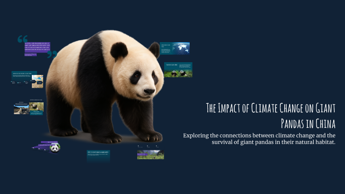 The Impact of Climate Change on Giant Pandas in China by Roshaan Haq on ...