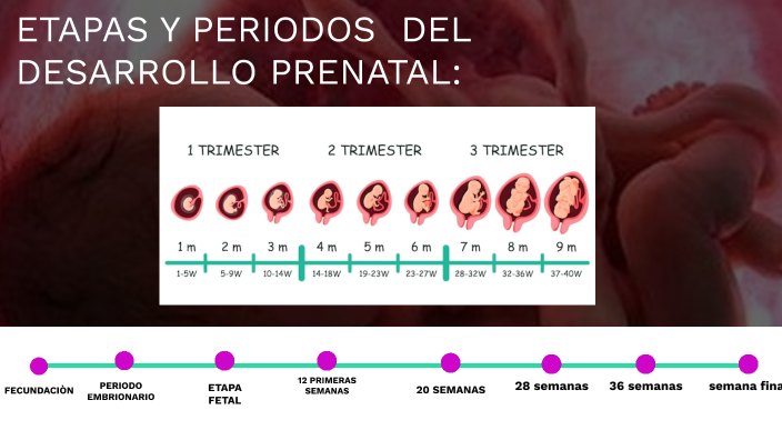 ETAPAS Y PERIODOS DEL DESARROLLO PRENATAL by Augusto Ortiz on Prezi
