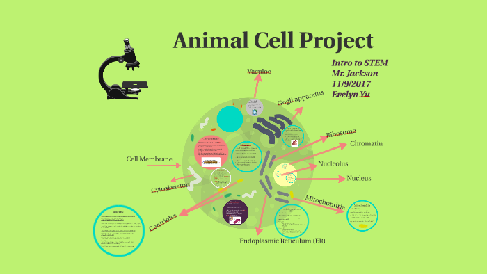 Animal Cell Project, STEM by Evelyn Yu on Prezi