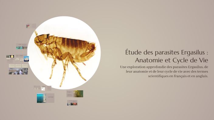 Étude des parasites Ergasilus : Anatomie et Cycle de Vie by Assia ...