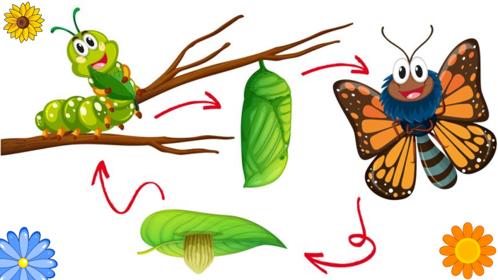 Life Cycle of a Butterfly by Madison Tandy on Prezi