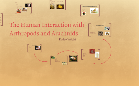 The Human Interaction with Arthropods and Arachnids by Karley Wright on ...