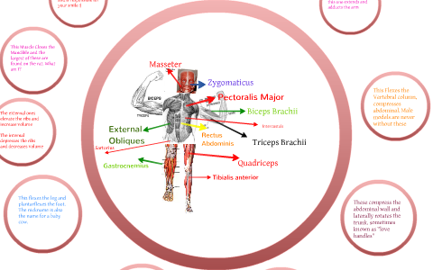 Muscular System Project by Sarah Kegg on Prezi