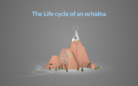 The Life cycle of an echidna by Laura Douglas on Prezi