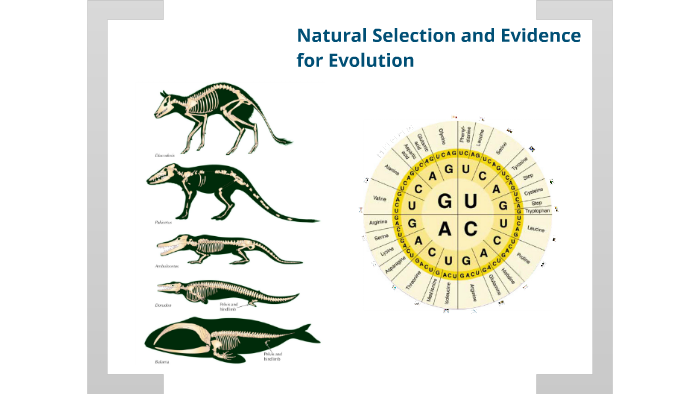 Natural Selection-Artificial Selection--Evolution by David Mkrtchyan on ...
