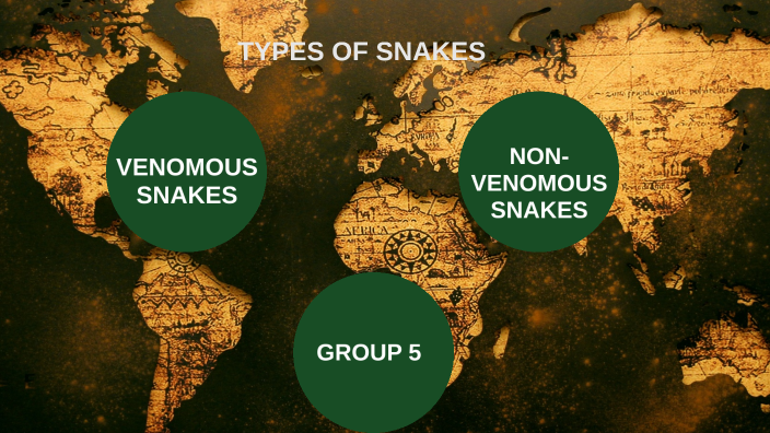 TYPES OF SNAKES by ashlin sherry on Prezi
