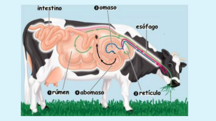 Deslocamento de Abomaso by Bruna Leite on Prezi