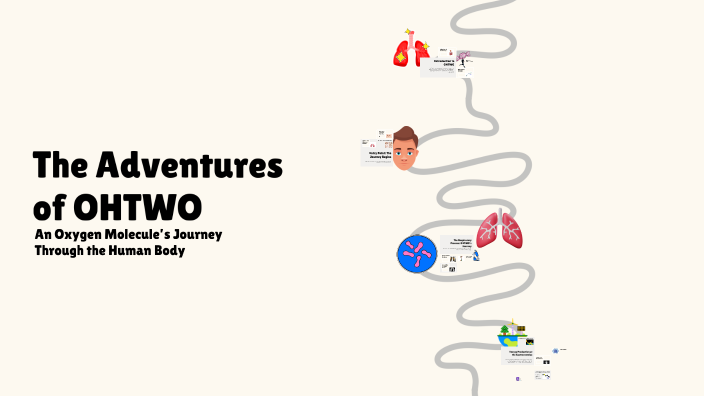 The Adventures of OHTWO: An Oxygen Molecule’s Journey Through the Human ...