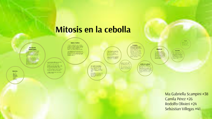 Mitosis en la cebolla by Maga Scampini on Prezi
