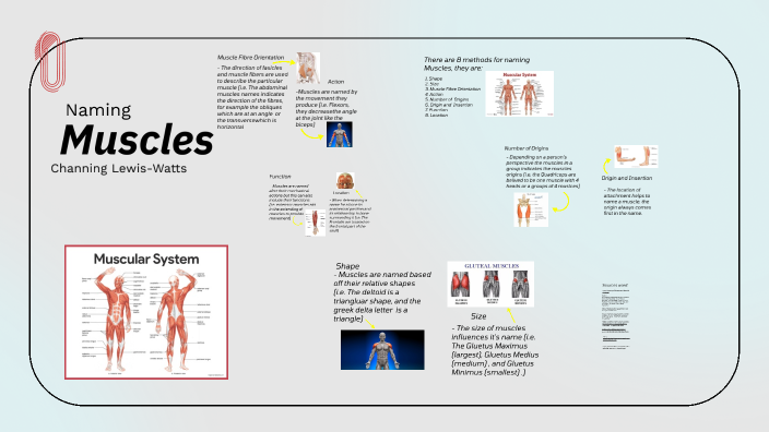 Naming Muscles - BETA - Channing Lewis-Watts by Channing Lewis-Watts on ...