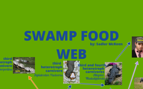Swamp Food Webs by Sadler McKeen on Prezi