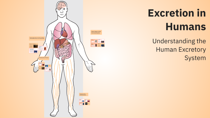 Excretion in Humans by Elizabeth Charway on Prezi