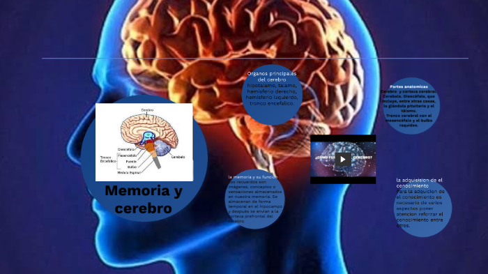 Memoria Y Cerebro By Agatha Velazquez On Prezi
