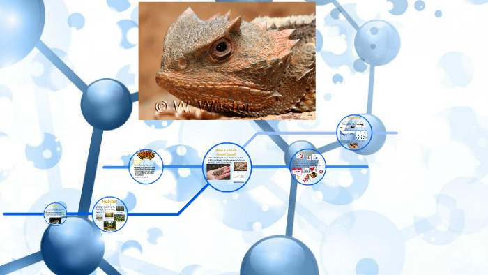 Short-Horned Lizard by austin crapo on Prezi