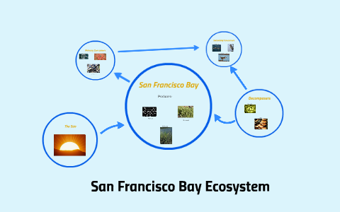 San Francisco Bay Ecosystem by Dillan Ross on Prezi