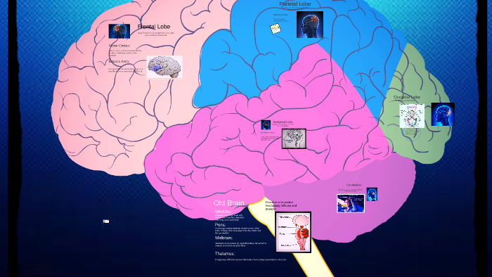 Brain Graphic Organizer by Joshua Boulis on Prezi