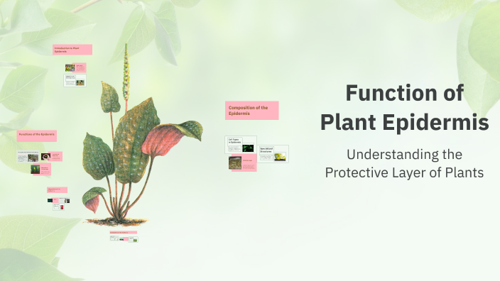 Function of Plant Epidermis by Kevin Rayos on Prezi