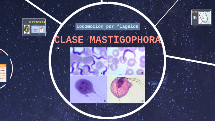 CLASE MASTIGOPHORA by Hernandez Barbechan on Prezi