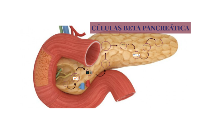 CÉLULAS BETA PANCREÁTICA by Heilin Herrera on Prezi
