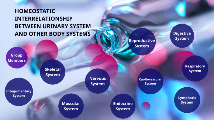 Homeostatic Interrelationship Between Urinary System and Other Body ...