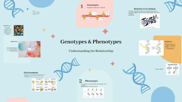 Genotypes & Phenotypes by Elysha Fine on Prezi