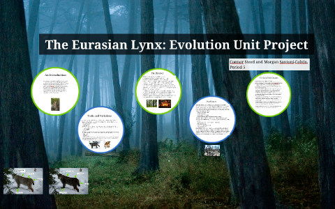 The Eurasian Lynx: Evolution Unit Project by C M on Prezi