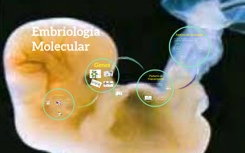 Embriología Molecular by Maria Sol on Prezi