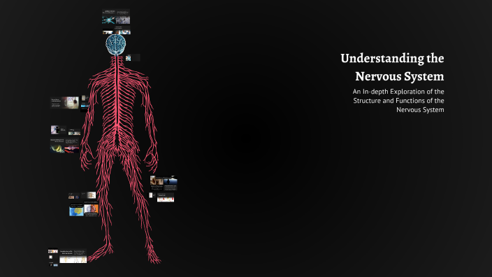 Understanding the Nervous System by Yara Khalid on Prezi