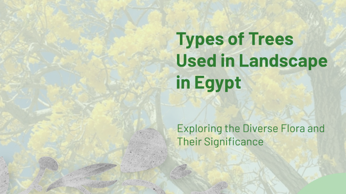 Types of Trees Used in Landscape in Egypt by Mero Zaki on Prezi