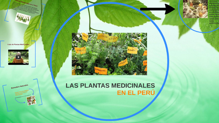 LAS PLANTAS MEDICINALES EN EL PERÚ by luciana Marie Wong Tamo on Prezi