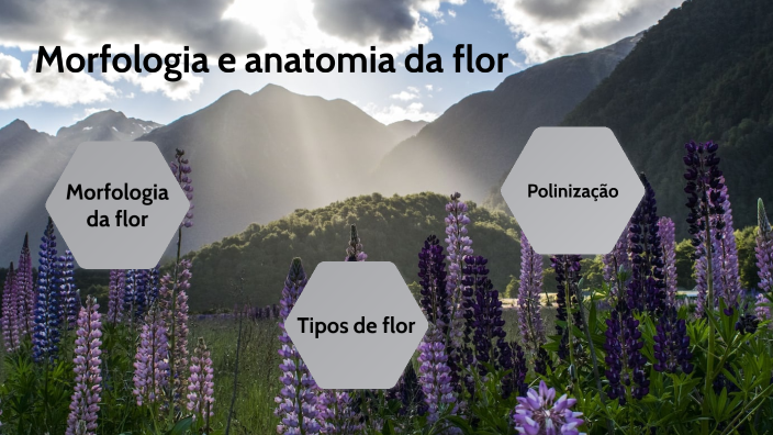 Morfologia e anatomia da flor by Marco Silva on Prezi