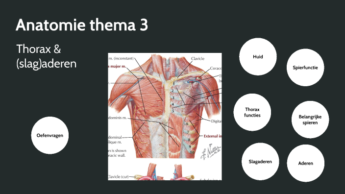 Anatomie by Lizayra Dassen on Prezi