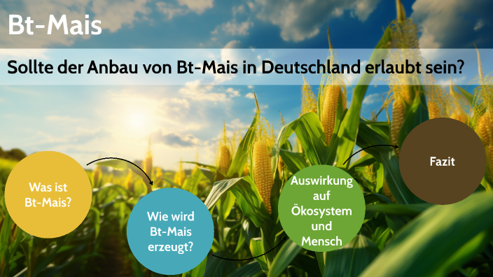 Bt-Mais by Immanuel Scheibert on Prezi