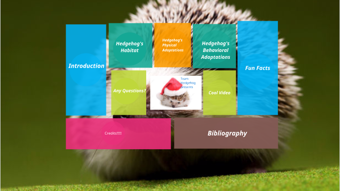 Hedgehog presentation by Team Hedgehog on Prezi Next