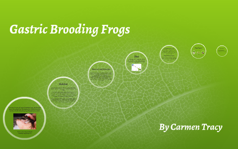 Gastric Brooding Frogs by Carmen Tracy on Prezi