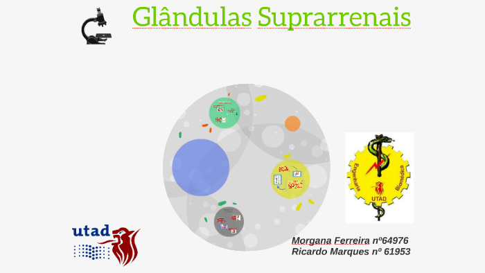 Glândulas Suprarrenais by Morgana Ferreira on Prezi