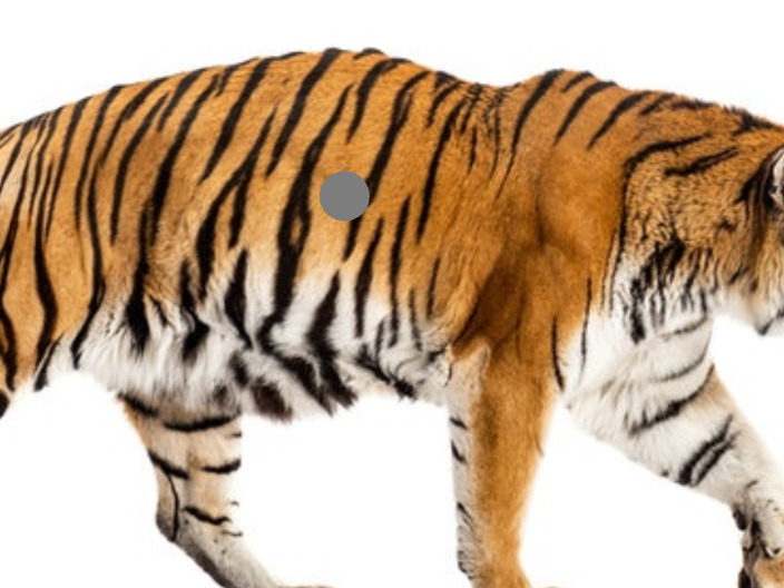 Tiger's nervous system and sensory organs by Nallely Mendez on Prezi