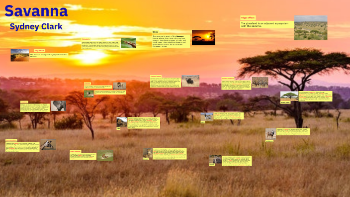 Savanna project by SYDNEY CLARK on Prezi
