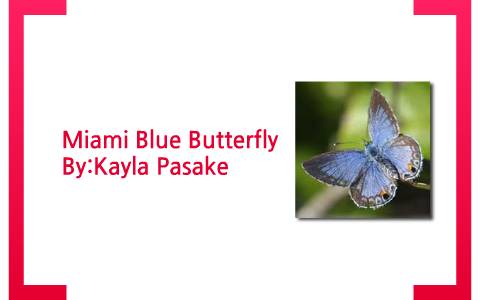 Miami Blue Butterfly by kayla p on Prezi