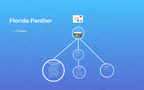Florida panther food web by JT Gillam on Prezi